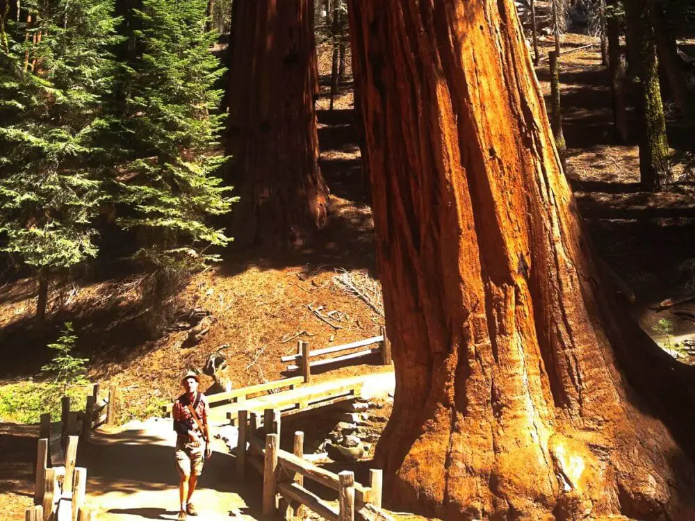 The Complete Guide To Hiking The Congress Trail, Sequoia National Park